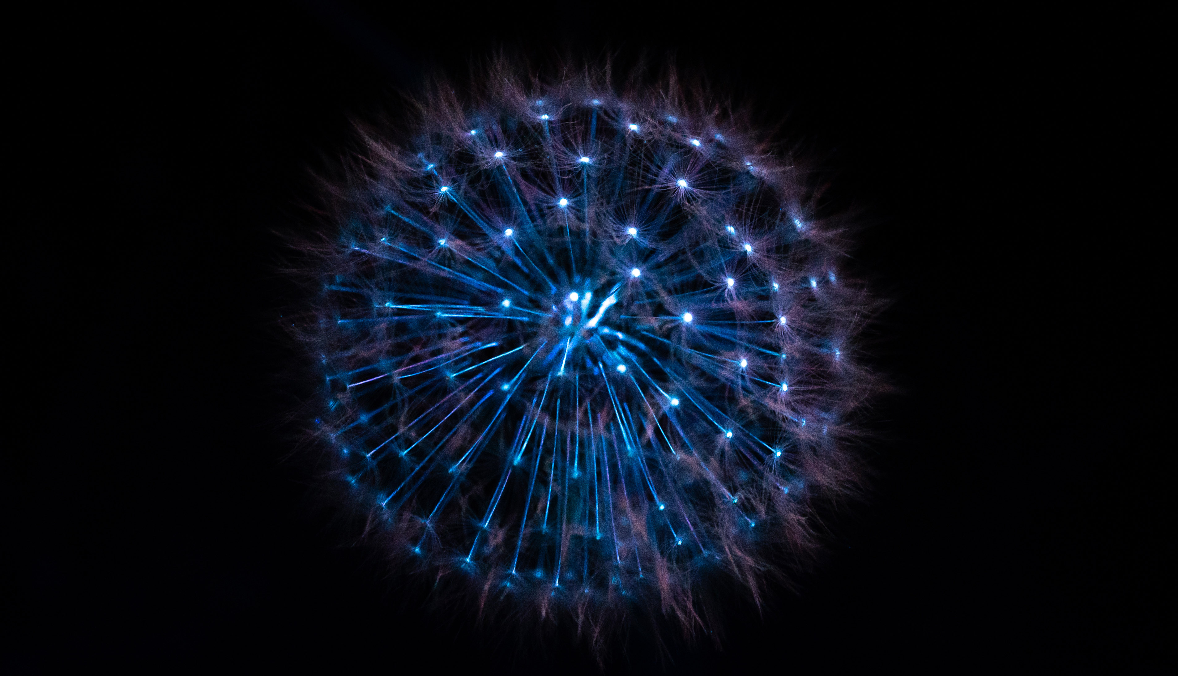 biofluorescent dandelion | Somerset Wildlife Trust
