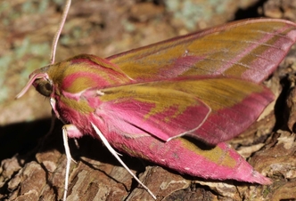 pink hawk moth