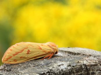 Why Moths? | Somerset Wildlife Trust