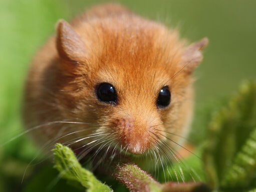 Make a pledge to look after your hedge | Somerset Wildlife Trust