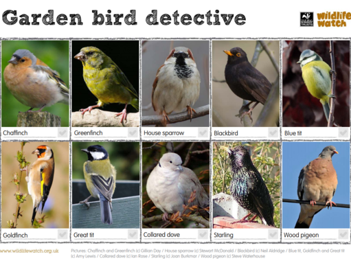 Spotter sheets and craft activities | Somerset Wildlife Trust