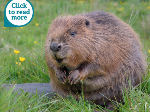 State of Nature | Somerset Wildlife Trust