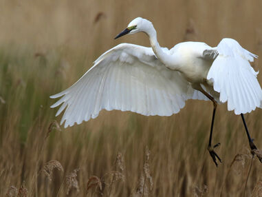Catcott Nature Reserve | Somerset Wildlife Trust