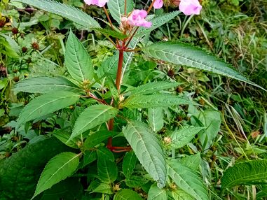 Himalayan Balsam: The Pretty Pink Menace | Somerset Wildlife Trust