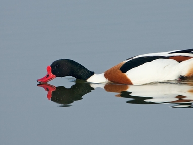 Catcott Nature Reserve | Somerset Wildlife Trust
