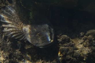 Freshwater fish | Somerset Wildlife Trust