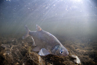 Freshwater fish | Somerset Wildlife Trust