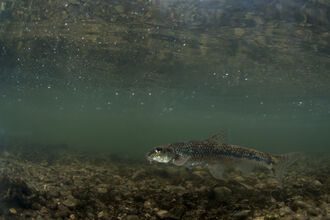 Freshwater fish | Somerset Wildlife Trust