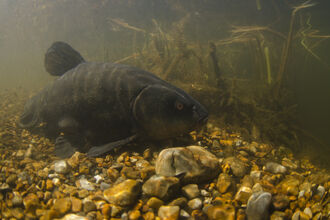 Freshwater fish | Somerset Wildlife Trust