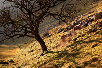 Nature reserves | Somerset Wildlife Trust
