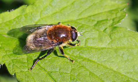 Flies | Somerset Wildlife Trust