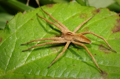 Nursery web spider | Somerset Wildlife Trust