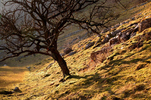 Cheddar Complex | Somerset Wildlife Trust