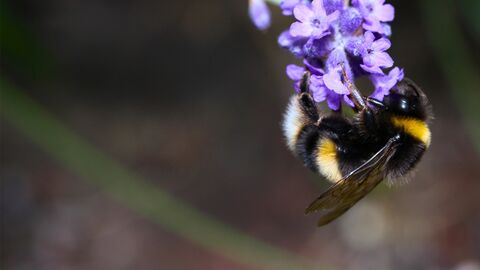 Simonsbath House Hotel | Somerset Wildlife Trust