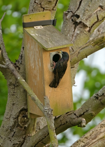 Build a home for wildlife | Somerset Wildlife Trust