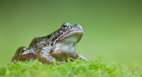 Froglife | Somerset Wildlife Trust