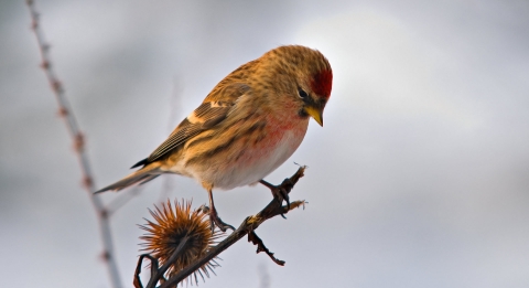 Carymoor Environmental Trust | Somerset Wildlife Trust
