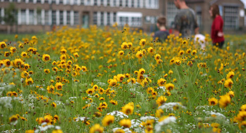 Nextdoor Nature | Somerset Wildlife Trust