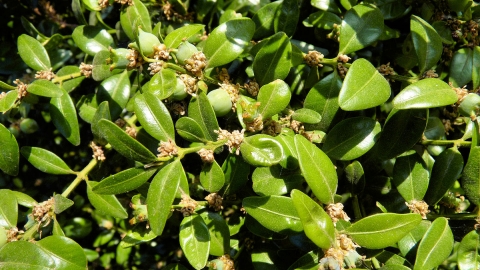 Common box | Somerset Wildlife Trust