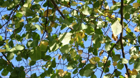 English elm | Somerset Wildlife Trust