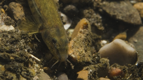 Stone loach | Somerset Wildlife Trust