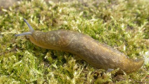 Yellow slug | Somerset Wildlife Trust