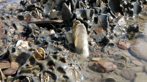 Piddock | Somerset Wildlife Trust