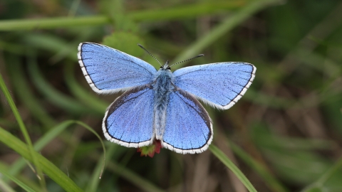 Adonis blue | Somerset Wildlife Trust