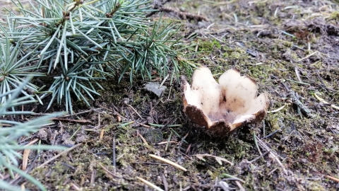Cedar cup | Somerset Wildlife Trust