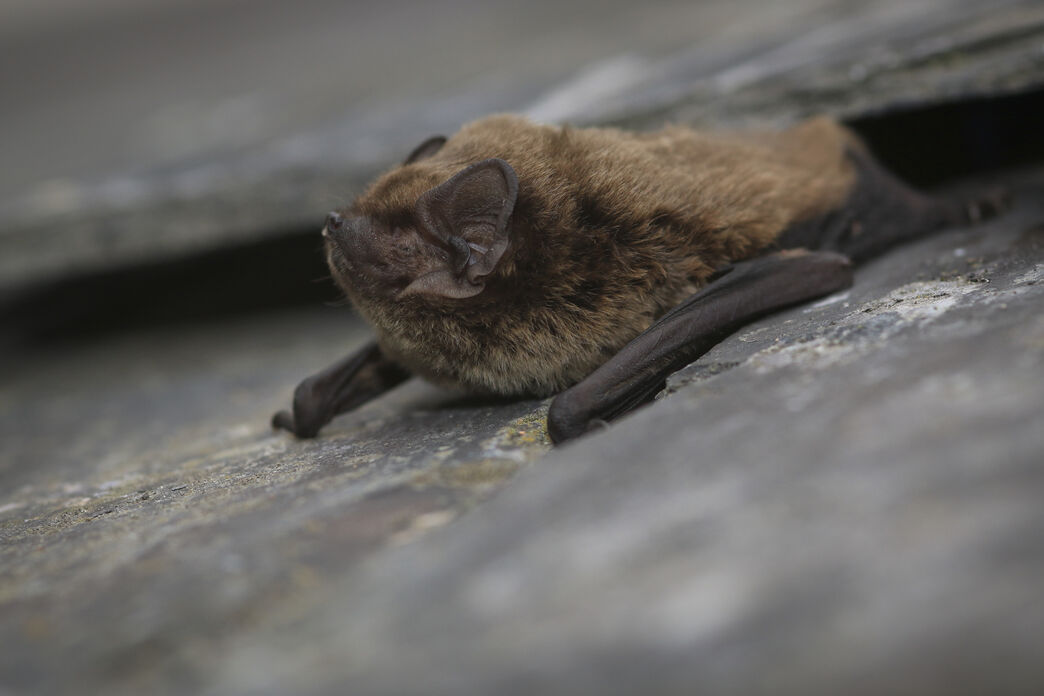 Let’s chat about bats this Bat Week! | Somerset Wildlife Trust