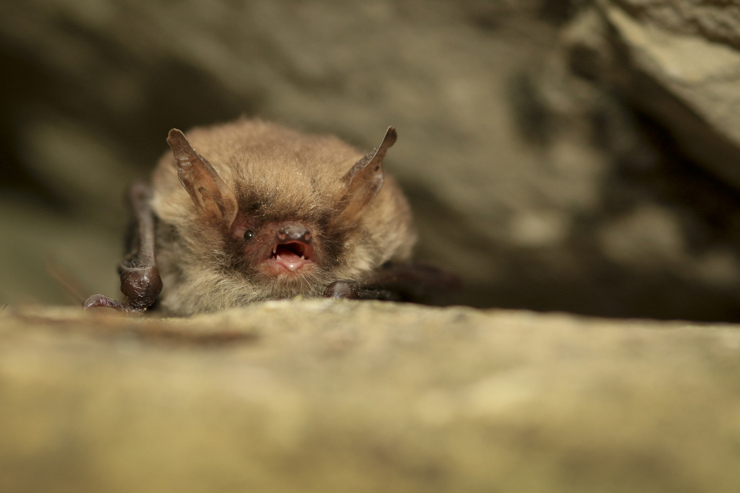 Let’s chat about bats this Bat Week! | Somerset Wildlife Trust