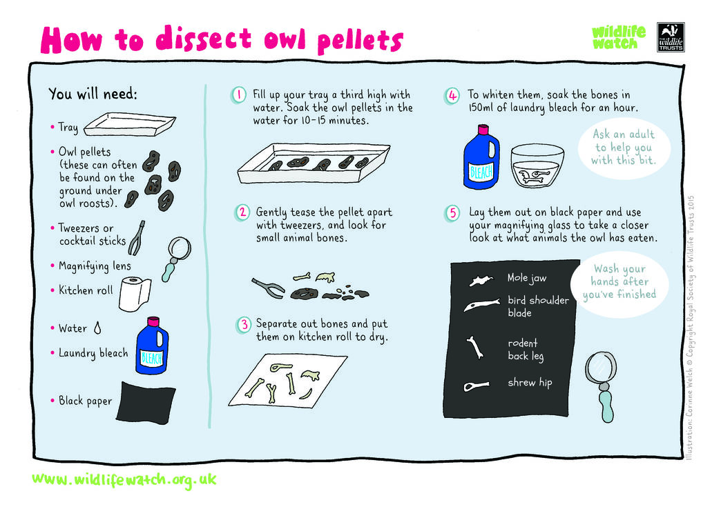 Spotter sheets and craft activities | Somerset Wildlife Trust
