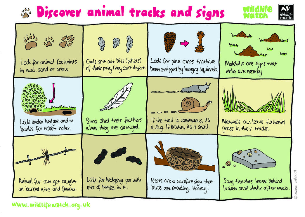 Spotter sheets and craft activities | Somerset Wildlife Trust