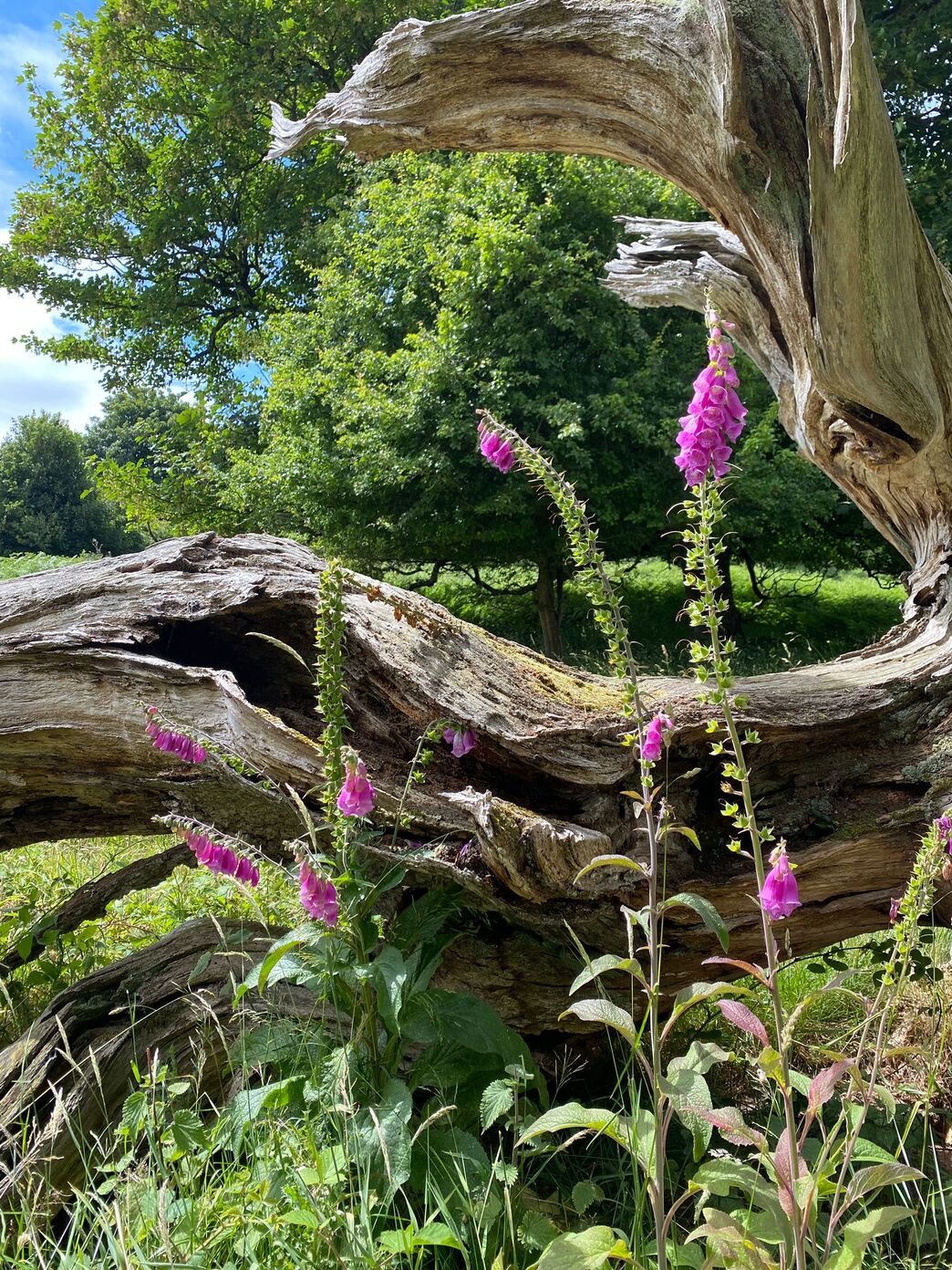 Somerset Nature and Wellbeing Opportunities | Somerset Wildlife Trust