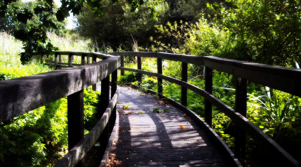 A new look for the Avalon Marshes | Somerset Wildlife Trust