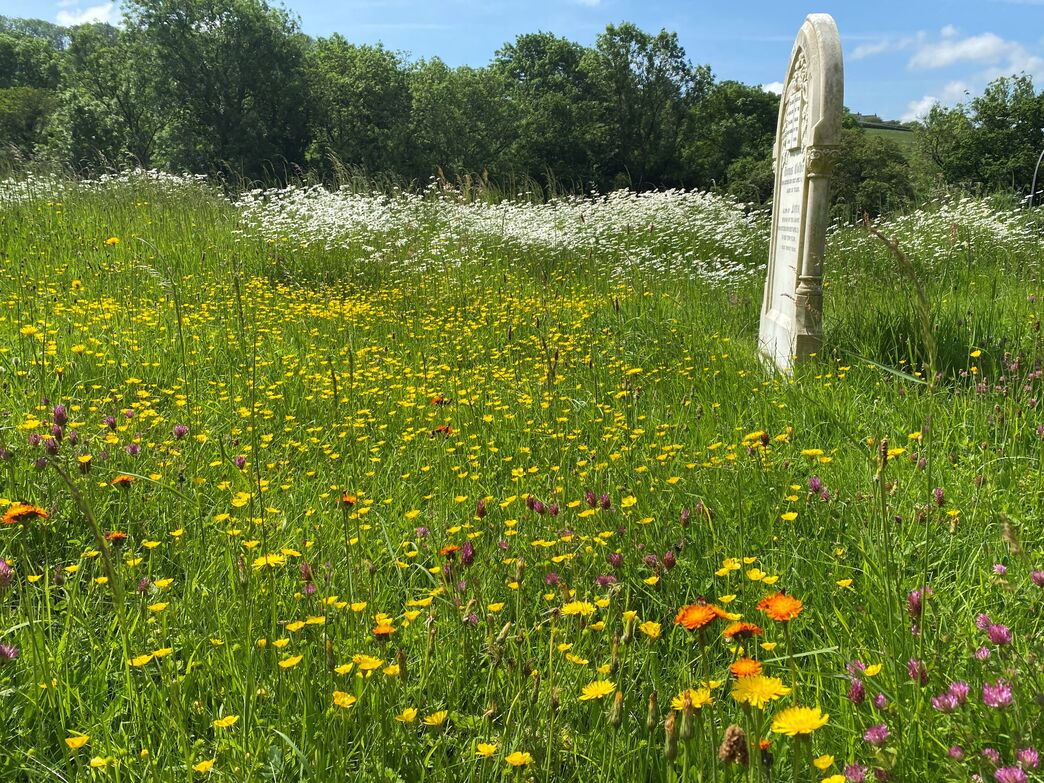 Wilder Churches | Somerset Wildlife Trust