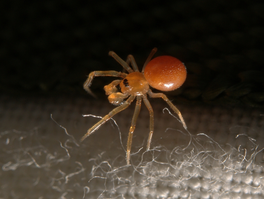 Ghosts, goblins and witches | Somerset Wildlife Trust