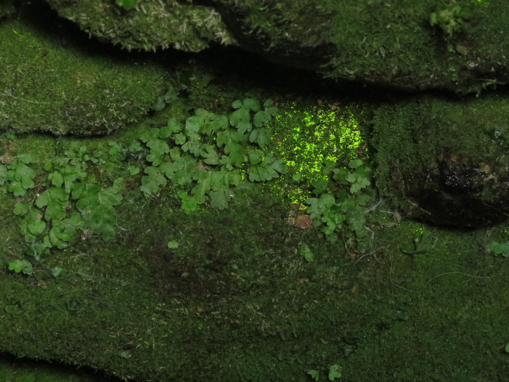 Ghosts, goblins and witches | Somerset Wildlife Trust