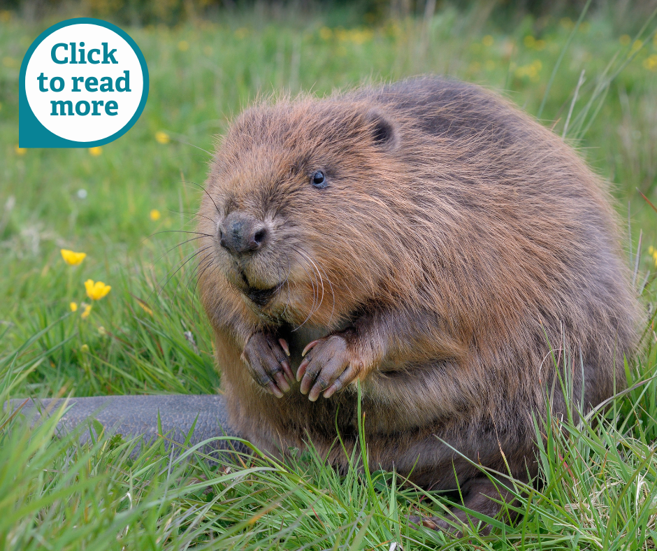 State of Nature | Somerset Wildlife Trust