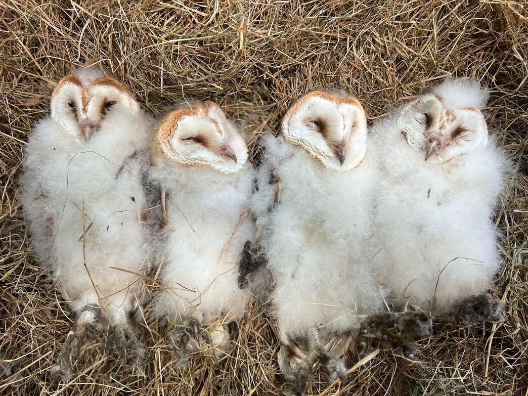 Is it just us, or are barn owls laying late this year? | Somerset ...