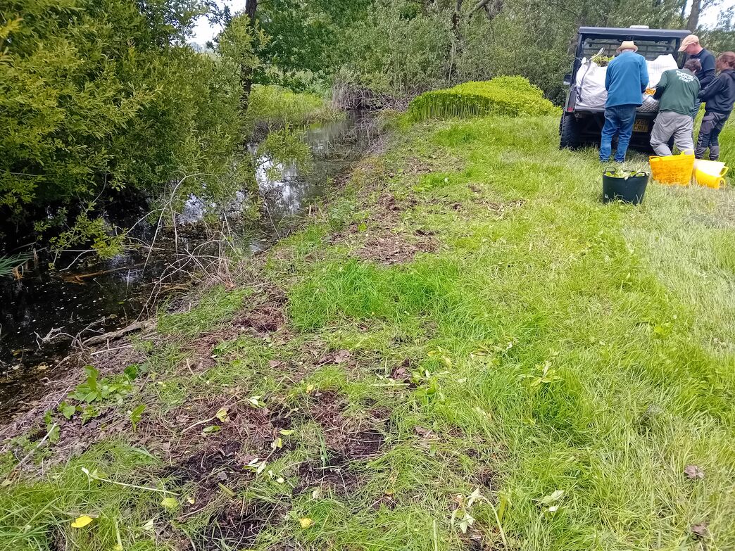 Himalayan Balsam: The Pretty Pink Menace | Somerset Wildlife Trust