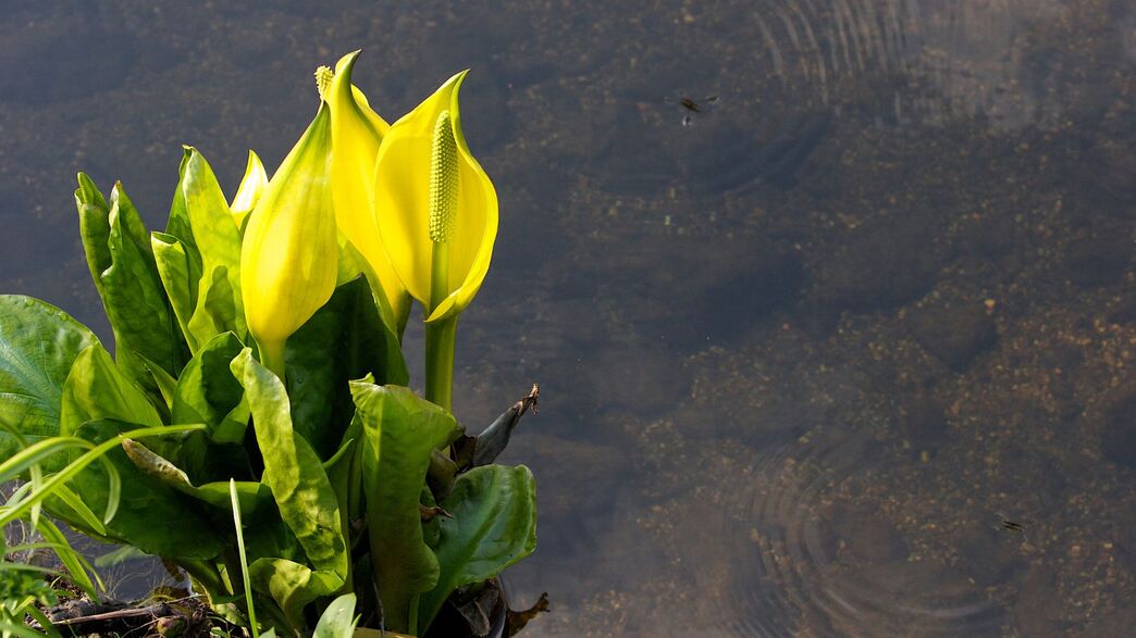 American Skunk-Cabbage: What’s All The Stink? | Somerset Wildlife Trust