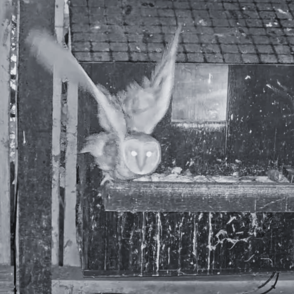 Is it just us, or are barn owls laying late this year? | Somerset ...