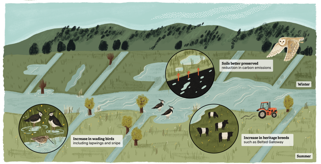 Adapting the Levels Landscape Recovery Project | Somerset Wildlife Trust