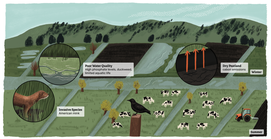 Adapting the Levels Landscape Recovery Project | Somerset Wildlife Trust