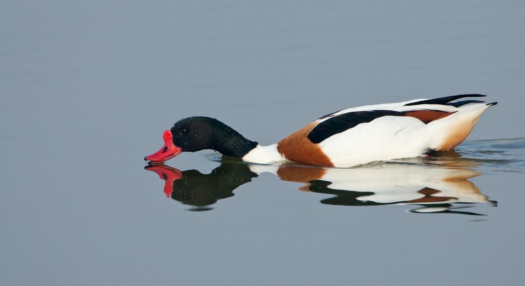 Catcott Nature Reserve | Somerset Wildlife Trust