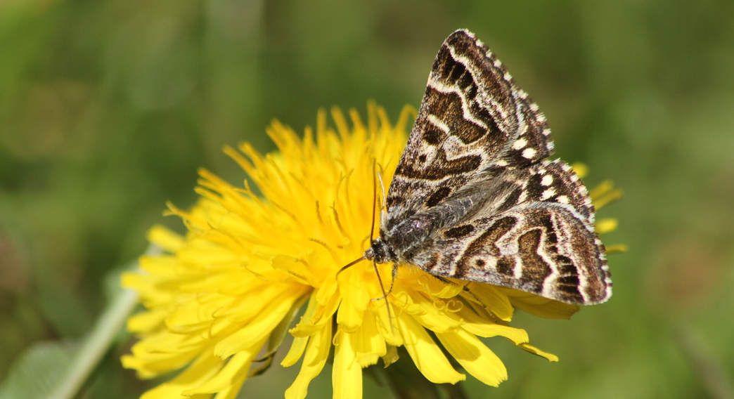 Why Moths? | Somerset Wildlife Trust