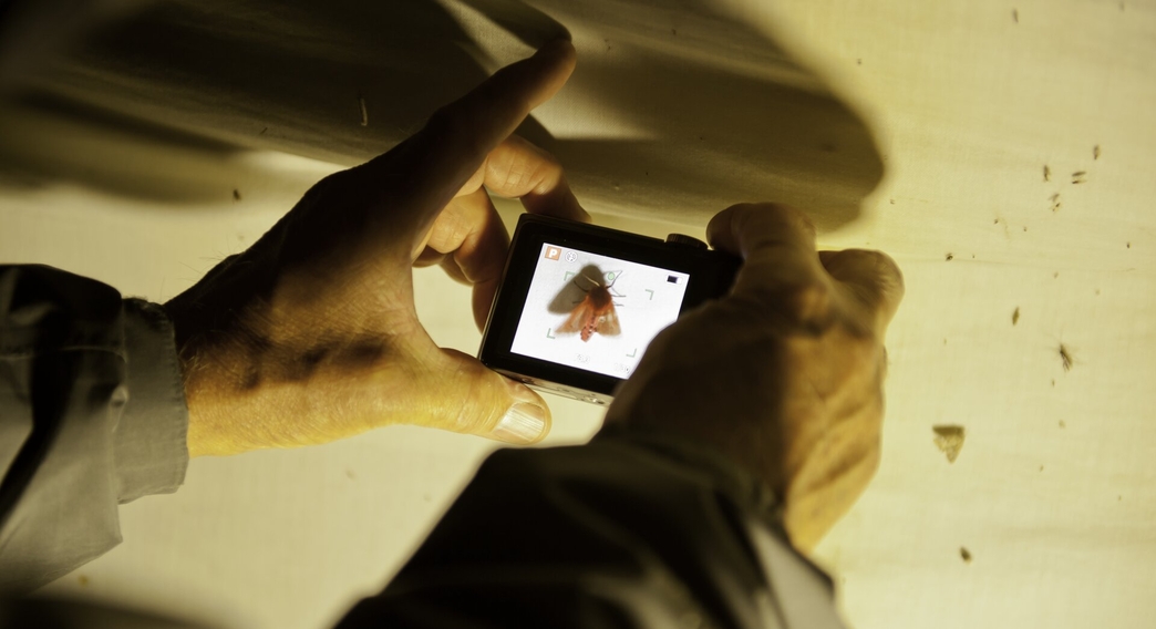 Why Moths? | Somerset Wildlife Trust