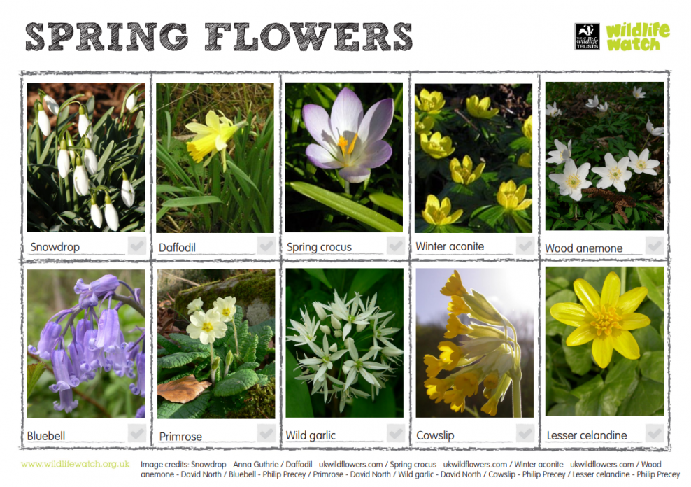 Spotter sheets and craft activities | Somerset Wildlife Trust