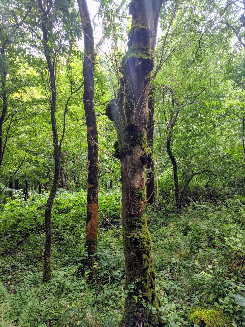 Ash Dieback Fund | Somerset Wildlife Trust